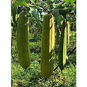 YEMTAL Natural Loofah Sponges Organic Luffa Bath Shower Sponge Exfoliating Body Back Scrubber for Men Women Adults SPA Beauty Bathing Daily Care - 4 PCS