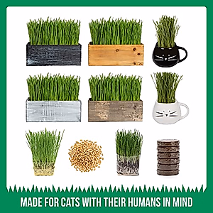 The Cat Ladies Organic Cat Grass Growing kit with Seed Mix, Soil and Black Cat Planter. Natural Hairball Control and Digestion Remedy for Cats
