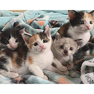 PRO-FERRIC 100 CC. Liquid Tonic Best Pet Booster Blood Support for Dogs Puppies Iron & Multi Vitamins Supplement Super Increasing Animal Immunity Energy & Power, Folic B6 B12 Promotes Red Blood Cell