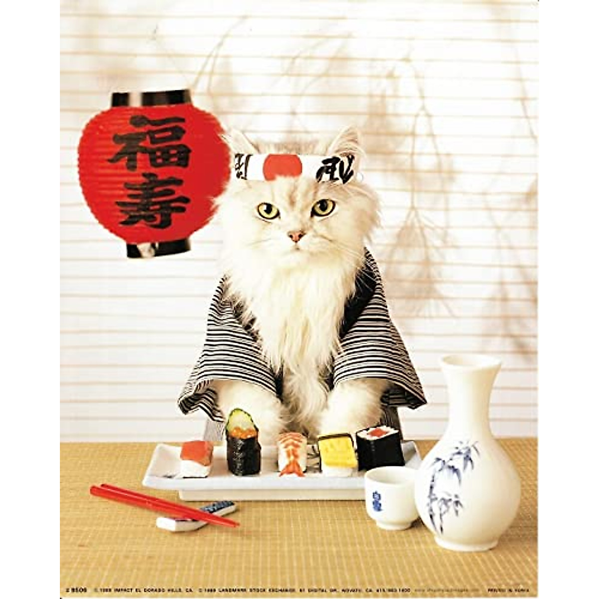 YISUMEI 40" x 50" Blanket Comfort Warmth Soft Plush Throw for Couch Sushi Cat Japanese Cute Funny Kitten