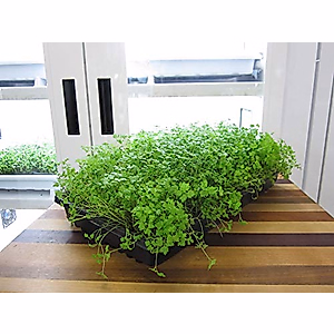 Gaea's Blessing Seeds - Chervil Seeds - Non-GMO Seeds with Easy to Follow Planting Instructions - Open-Pollinated French High Yield Heirloom 92% Germination Rate 1.6g