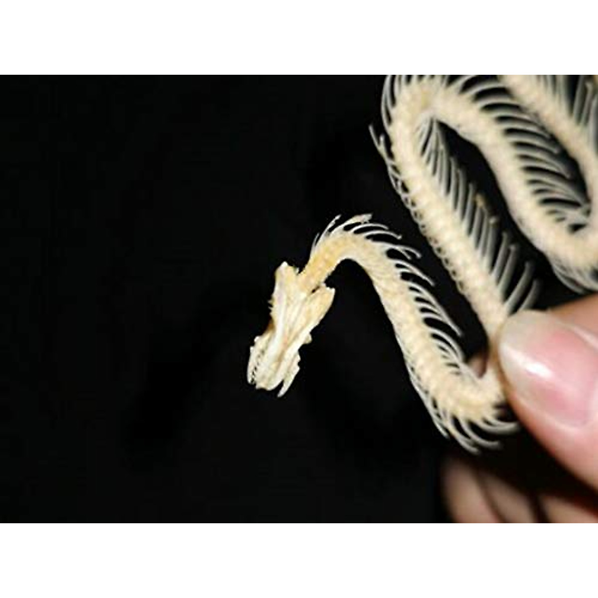 Real Snake Skeleton Animal Specimen in Science Classroom Specimens for Science Education