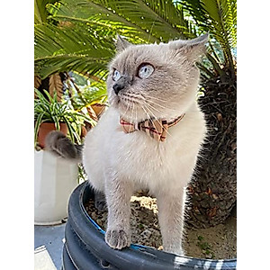 SuperBuddy Cat Collars Breakaway with Cute Bow Bell - 2 Pack Kitten Collar Plaid Cat Collar with Removable Bowtie for Cats Kittens
