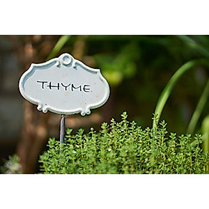 Gaea's Blessing Seeds - Thyme Seeds - Non-GMO - with Easy to Follow Planting Instructions - Herb Thymus Vulgaris 350mg 90% Germination