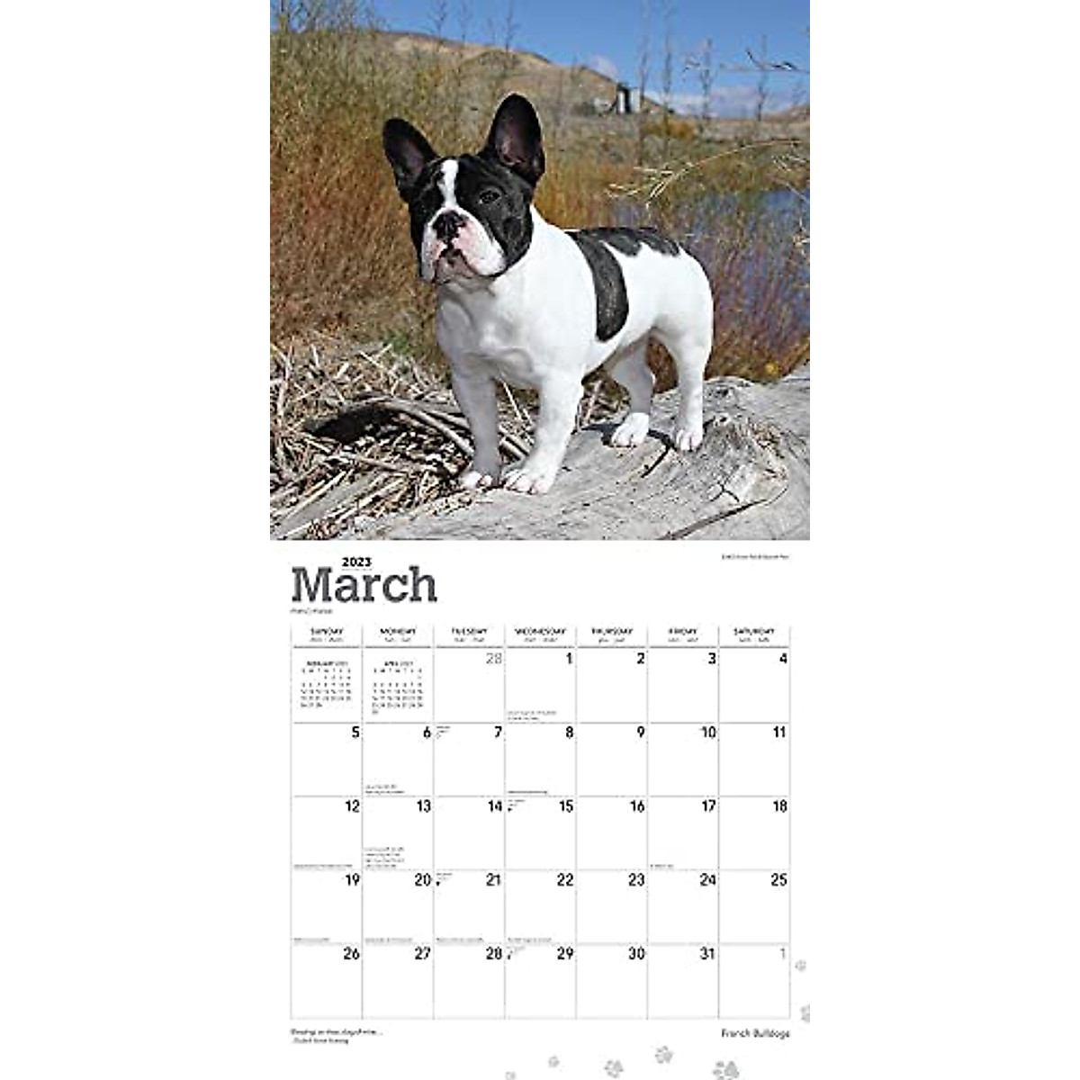French Bulldogs | 2023 12 x 24 Inch Monthly Square Wall Calendar | BrownTrout | Animals Dog Breeds DogDays
