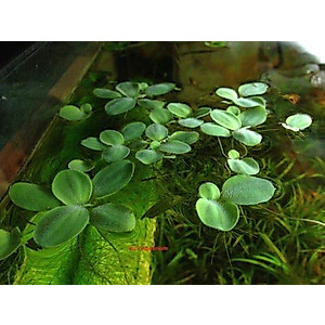 Dwarf Water Lettuce, Pistia stratiotes, Live Aquarium Plant (6 plants)