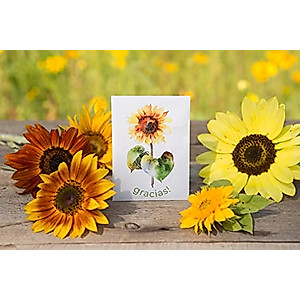 Gracias! 25 Sunflower Seed Packets for Planting - Helianthus Flower Seeds - Garden Seed to Grow Live Plants - A Beautiful Gift That Says Thank You in Spanish - Bentley Seed Co.