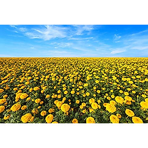 1000+ Mix Marigold Seeds for Planting Calendula Seeds Non-GMO Heirloom Seeds Premium, Open Pollinated Bonsai Garden Decoration Huge Red Orange and Yellow Blooms