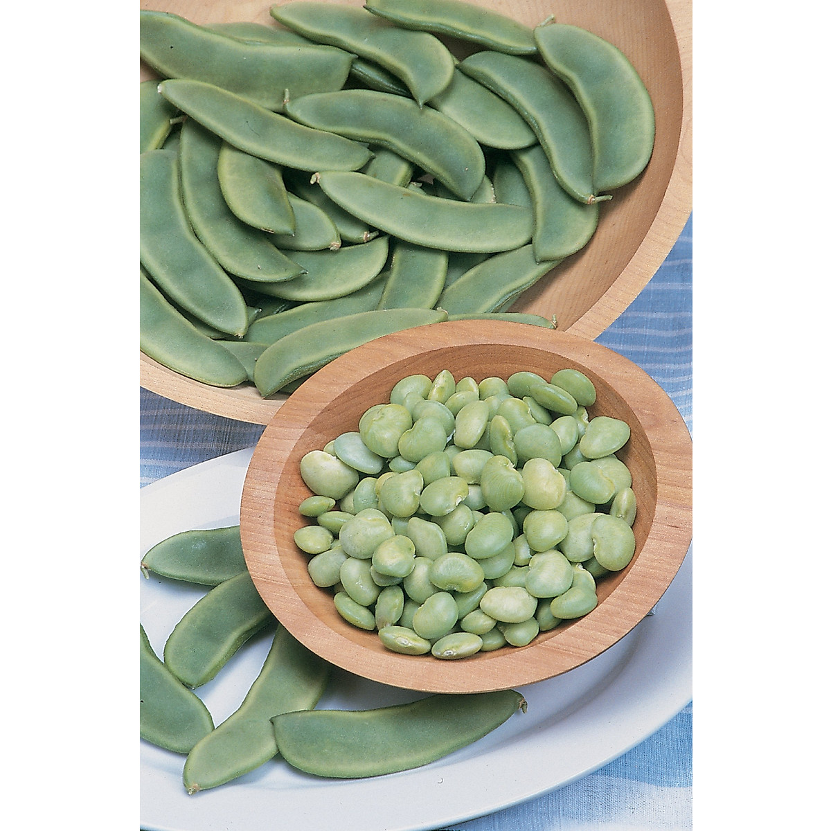 Burpee Fordhook 242 Bush Bean Seeds 4 ounces of seed