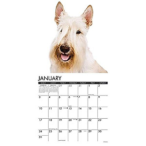 Just Scotties 2021 Wall Calendar (Dog Breed Calendar)