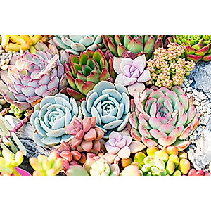 Live Succulent Plants (5 Pack), 2" Live Succulents Fully Rooted in Grower Pots, Succulent Plants Live, by The Succulent Cult