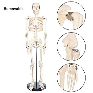 Human Skeleton Model for Anatomy Mini Human Skeleton Model with Metal Stand - 33.4 Inches Tall with Removable Arms and Legs Scientific Study Painted and Numbered Muscle Insertion and Origin Points