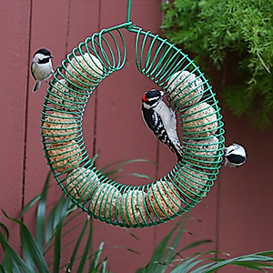 Pacific Bird & Supply Co Insect + Hot Pepper Suet Balls PB-0100 (12 Pack)