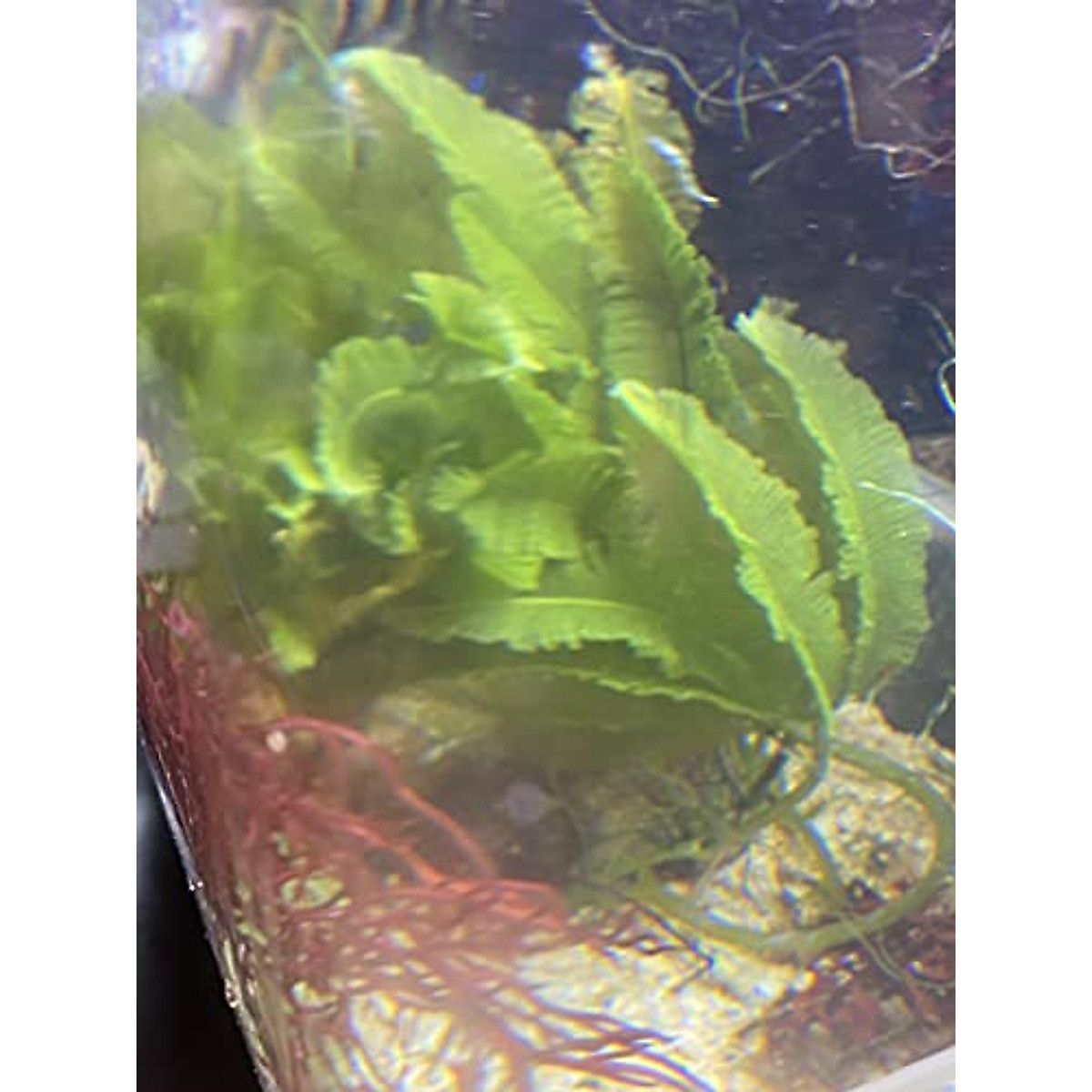 Live Saltwater Plant 5-7 inches Caulerpa Palm Tree Macroalgae Live Marine Plant Coral Reef Refugium Sump Display