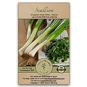 Gaea's Blessing Seeds - Scallion Seeds - Non-GMO Seeds with Easy to Follow Planting Instructions - Bunching Evergreen Hardy White Nebuka 90% Germination Rate 3.5g