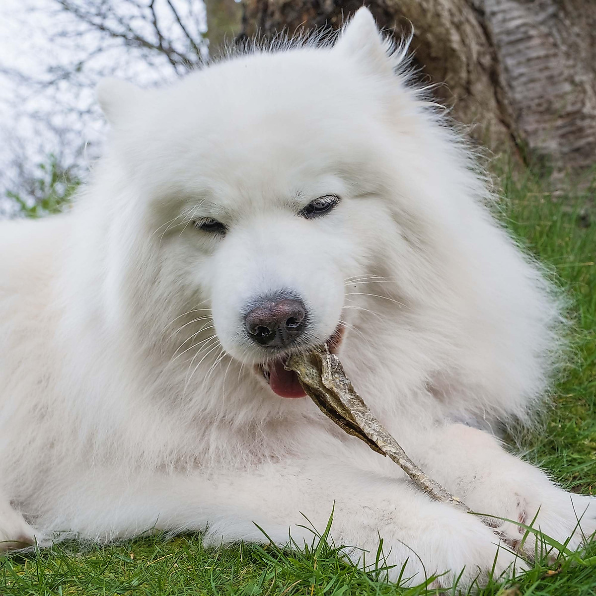 SKIPPER'S Dogs Fish Skin Flatties - Air Dried Grain Free Dog Treats, Great for Teeth, Long Lasting Dog Chews, Remove Plaque, Source of Omega 3, Naturally Low in Fat | Short (2.5Oz)