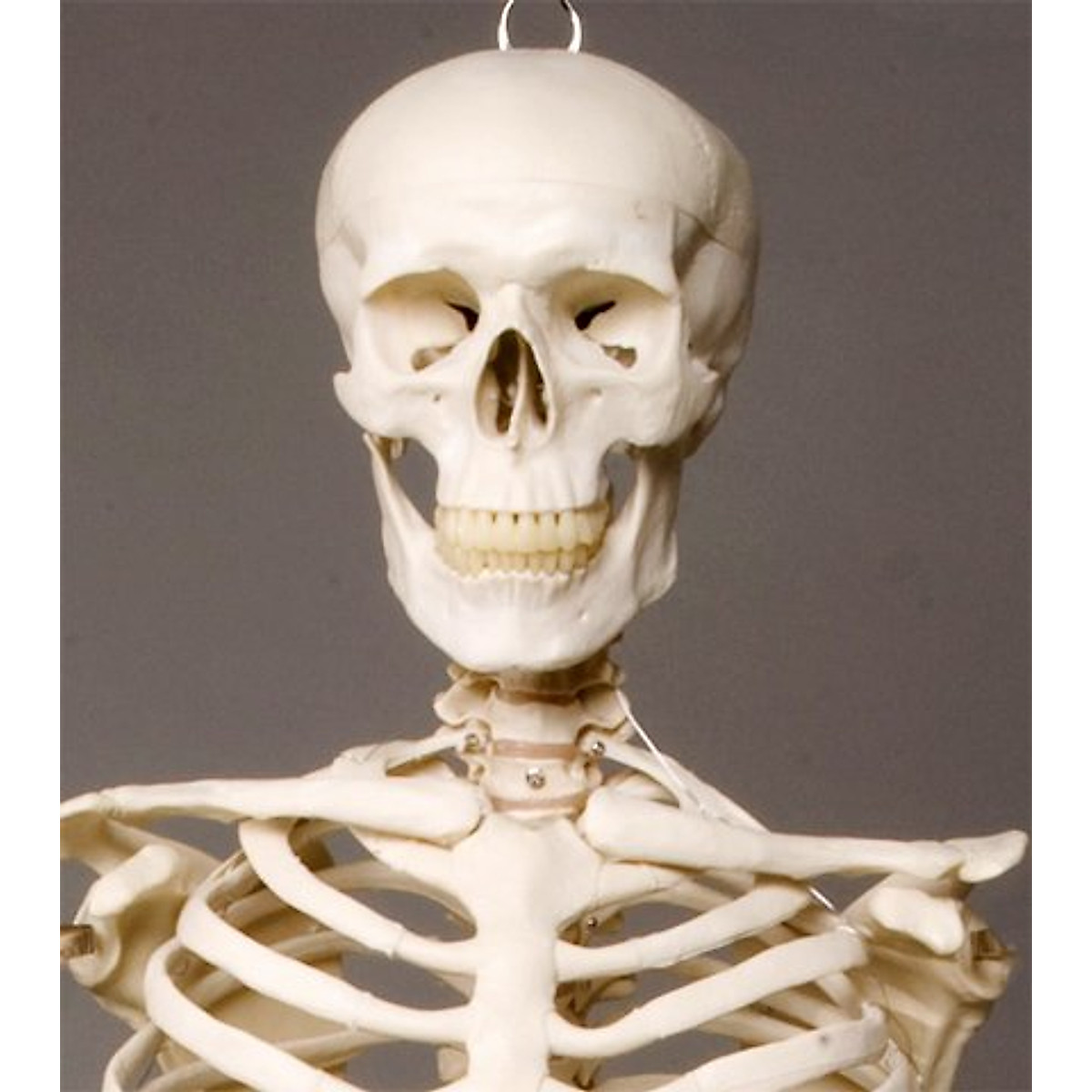Skeleton Torso with Skull- Life-Size- 2nd Class