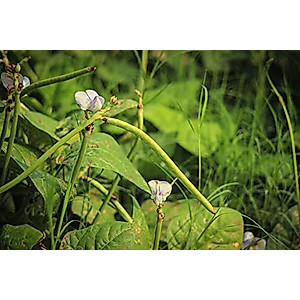 California Blackeye Cowpea Bush Bean Seeds for Planting, 50+ Heirloom Seeds Per Packet, (Isla's Garden Seeds), Non GMO Seeds, Botanical Name: Vigna Unguiculata, Great Bush Bean Variety