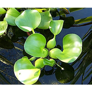 Three (3) Premium Water Hyacinth Floating Aquatic Live Tropical Plants