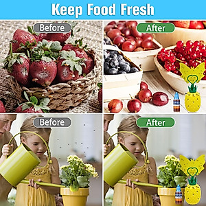 Efficient Gnat Killer Indoor, Upgrade Fruit Fly Trap Refill Liquid Only Fruit Fly Traps for Indoors Refill Liquid Fly Traps