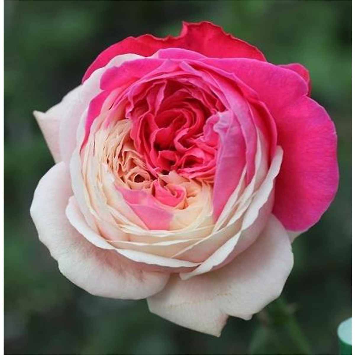 zcbang Rare Varieties Colorful Rose Seeds 100Pcs Mixed Color Rose Flower