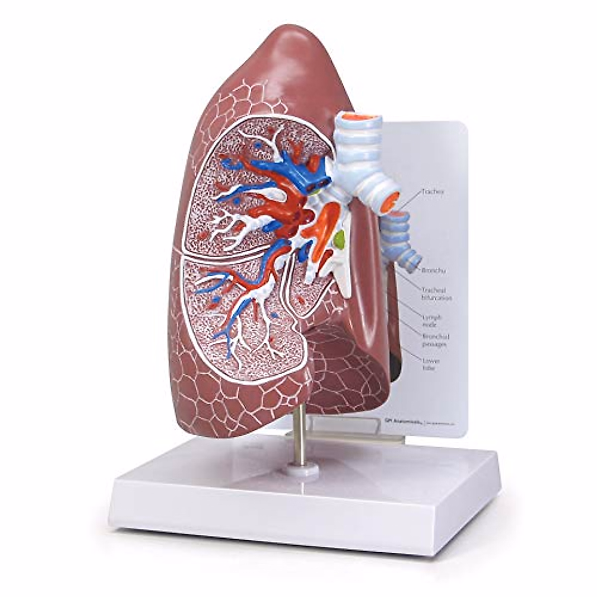GPI Anatomicals - Lung Model | Human Body Anatomy Replica of Normal Lung for Doctors Office Educational Tool