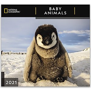 National Geographic Baby Animals 2021 Wall Calendar