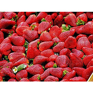 ALLABOARD California Strawberry Seeds for Planting | Heirloom Organic Sweet Strawberry Seeds for Hydroponic Garden - 500 Seeds (California Strawberry)