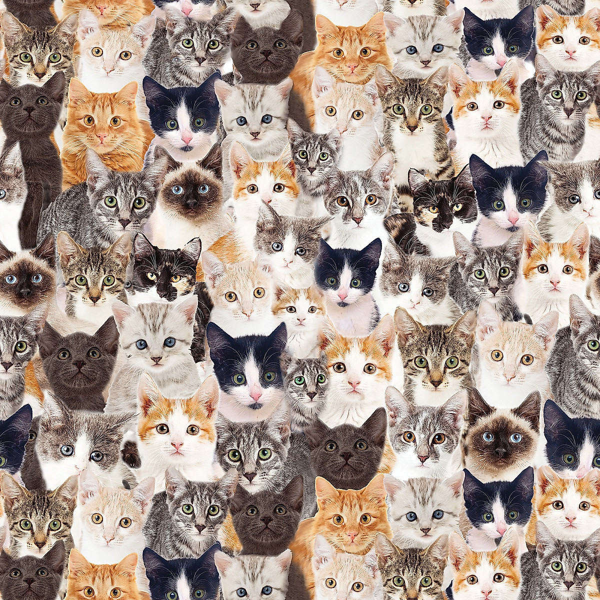 The Paragon Cat Umbrella - Compact & Portable Accessory with Photo-Realistic Kitty Images