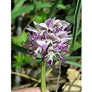 50 Orchis Italica Seeds | Naked Man Orchid Flower | Beautiful Bonsai Plant