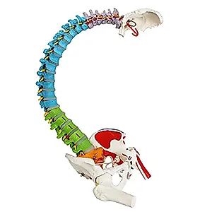 NEW HORIZON Scientific Spinal Cord Model,Skeleton Model -34" Life Size Spinal Column Model with Vertebrae, Nerves, Arteries, Lumbar Column, and Male Pelvis, Includes Stand (Good After-Sales)