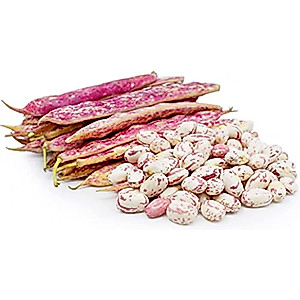 David's Garden Seeds Bean Dry Dwarf Taylor Horticultural Bean FBA-7652 (Multi) 100 Non-GMO, Heirloom Seeds