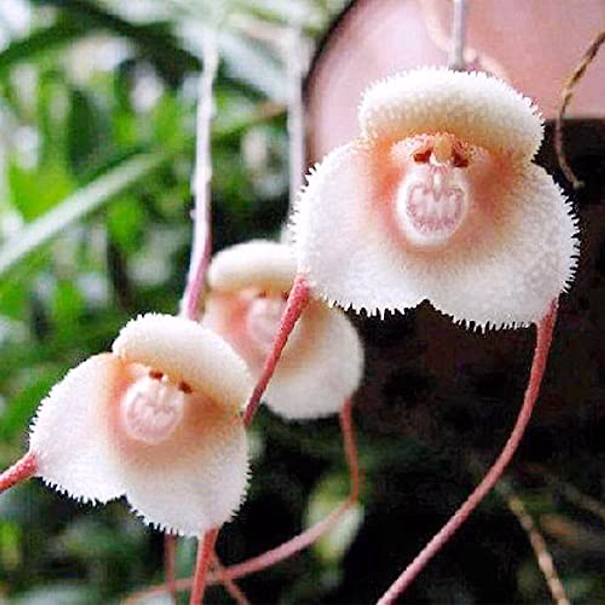 QAUZUY GARDEN 100 Rare Monkey Face Orchid Plant Seeds Monkey Orchid Monkey-Like Dracula Simia Seeds Blooms at Any Season Great Garden Gift
