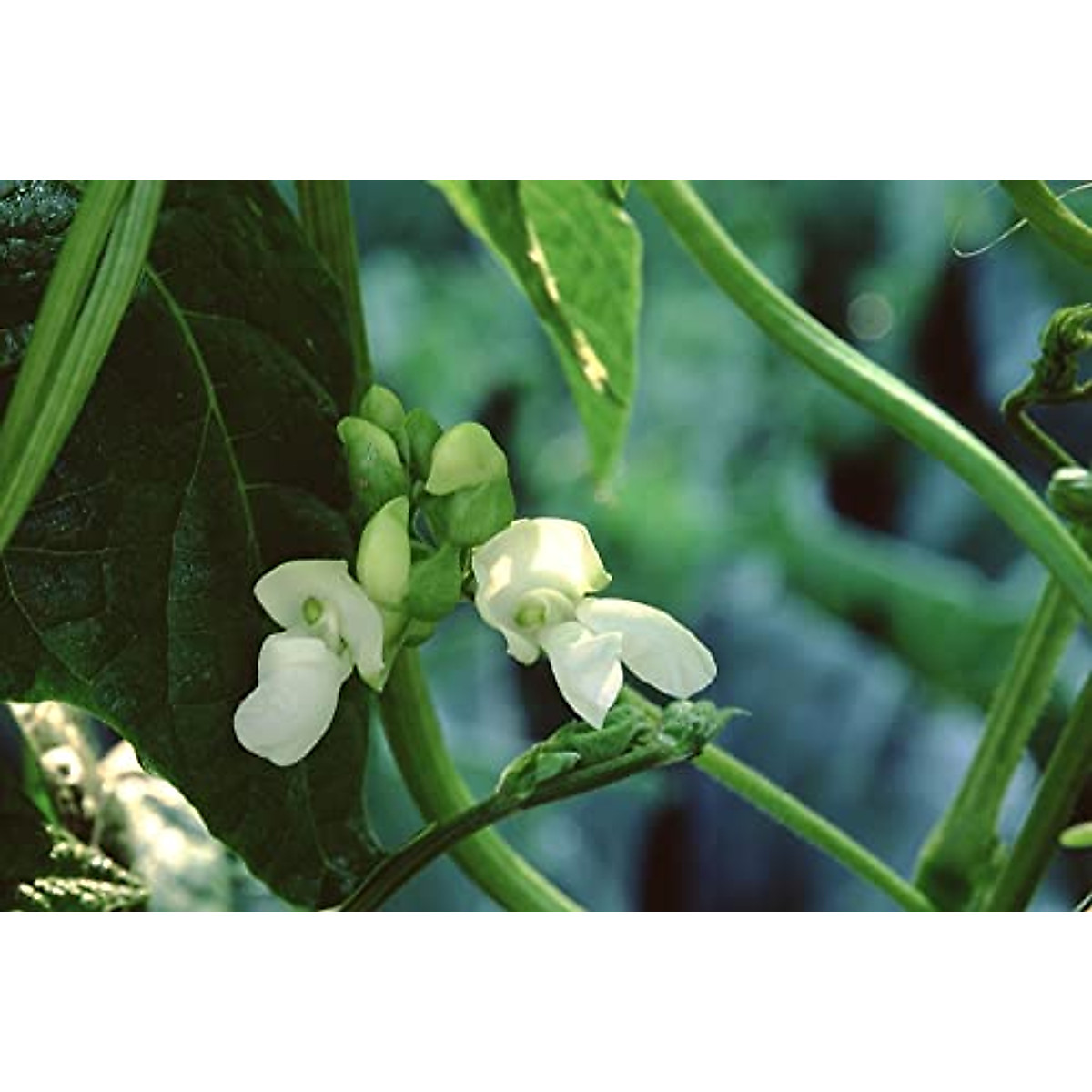 Kentucky Wonder Pole Bean Seeds for Planting, 30 Heirloom Seeds Per Packet, (Isla's Garden Seeds), Non GMO Seeds, Botanical Name: Phaseolus vulgaris, Great Home Garden Gift