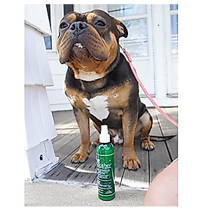 Bug Soother Spray Small Family Pack - Natural Insect, Gnat and Mosquito Repellent & Deterrent with Essential Oils - 100% DEET-Free Safe Bug Spray for Adults, Kids, Pets, & Environment - Made in USA