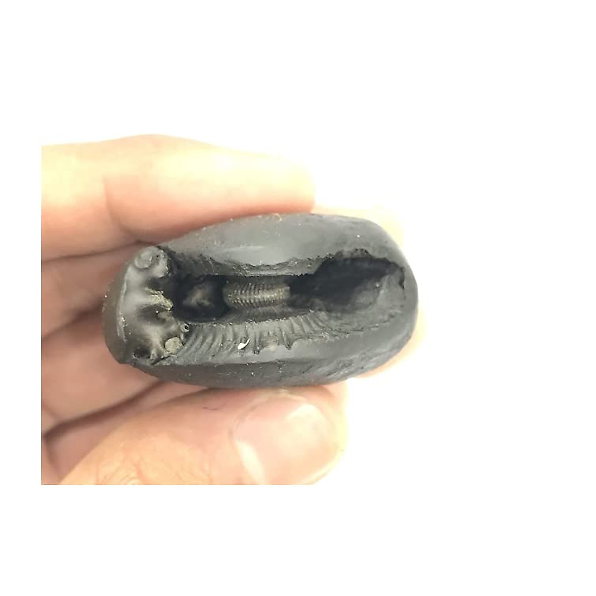 SynSpiritStore Original Shaligram/Shalagram Shila Stone (Approx. 6~9 cm) for Lord Vishnu Pooja and Tulsi Pooja, Nepal Gandaki River Stone