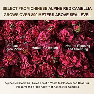 Forest Cabin Camellia Repair Essence Oil for Face, Anti Aging Serum, Promote Cell Autophagy Serum for Fine Lines and Wrinkles, 30ml