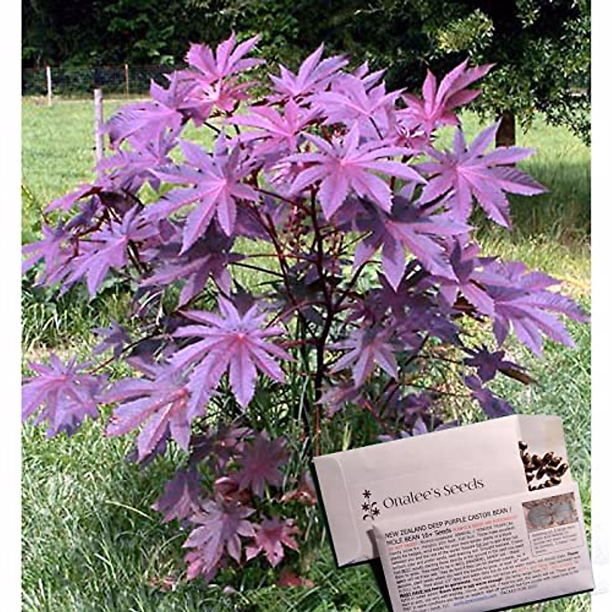 Onalee's Seeds Castor Bean -Deep Purple- New Zealand Purple, Tropical Look, Fast Growing - Ricinus Communis, (16+ Seeds) Grown in and Shipped from USA!