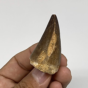 24.9g, 1.8"x1.1"x1" Fossil Mosasaur Tooth Reptiles, Cretaceous from Morocco,B12813