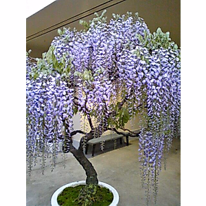 Purple Wisteria Bonsai Tree Seeds, 10 Pack - Highly Prized Flowering Bonsai, Wisteria sinensis - 10 Seeds to Grow
