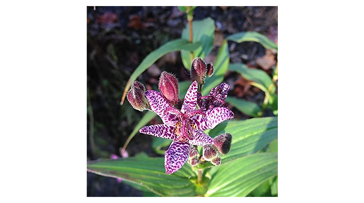 QAUZUY GARDEN Toad Lily Seeds - Easy to Grow Perennial