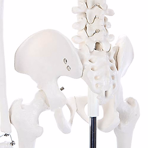 Anatomy Lab Human Skeleton Model, 34" Mini Skeleton Replica Mounted to Base for Display, with Removable Skull Cap, Movable Arms and Legs, and Details of Human Bones