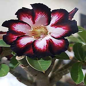 8 Pink, Black and White Red Desert Rose Seeds - Adenium Obesum Flower Perennial Exotic Seed Bonsai Flower-QAUZUY GARDEN