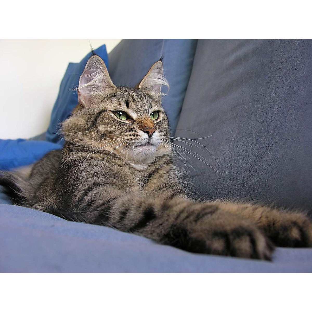 PET SUPPLEMENTS cat Eye Vitamins - Cats Eye Health Complex - Advanced Formula for Eye Sight - Immune Boost - cat astaxanthin - 1 Bottle (60 Tablets)