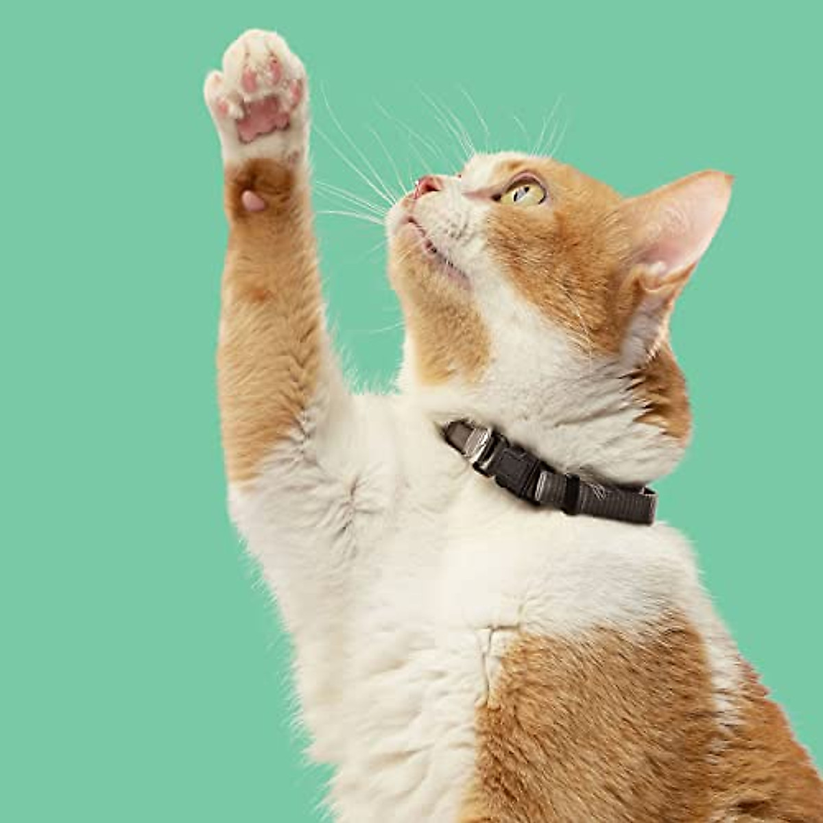 Rachael Ray Nutrish Indoor Complete Premium Natural Dry Cat Food, Chicken with Lentils & Salmon Recipe, 14 Pounds (Packaging May Vary)