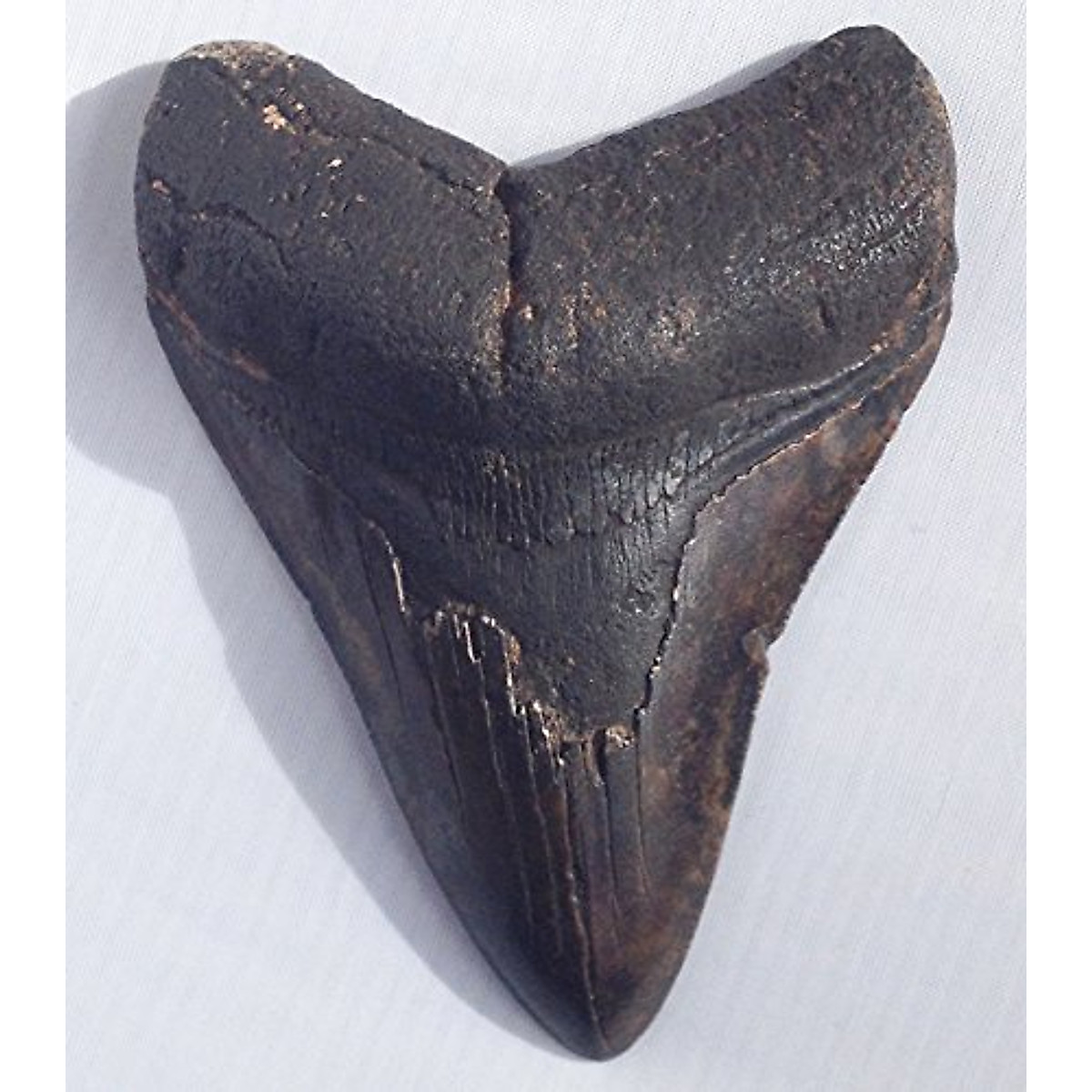 Genuine Fossil Megalodon Shark Tooth #4-4 3/8"