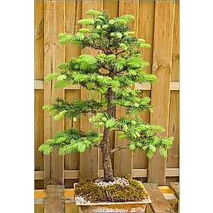 Noble Fir Seeds for Planting| 20+ Seeds | Grow Evergreen Trees