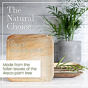 Palm Leaf Plates - Compostable and Grease Resistant 6 Inch Square Plates - Eco Friendly Plate is 100% Natural, Sturdy & Microwave Safe - Disposable & Biodegradable Wood Alternative to Bamboo Plates