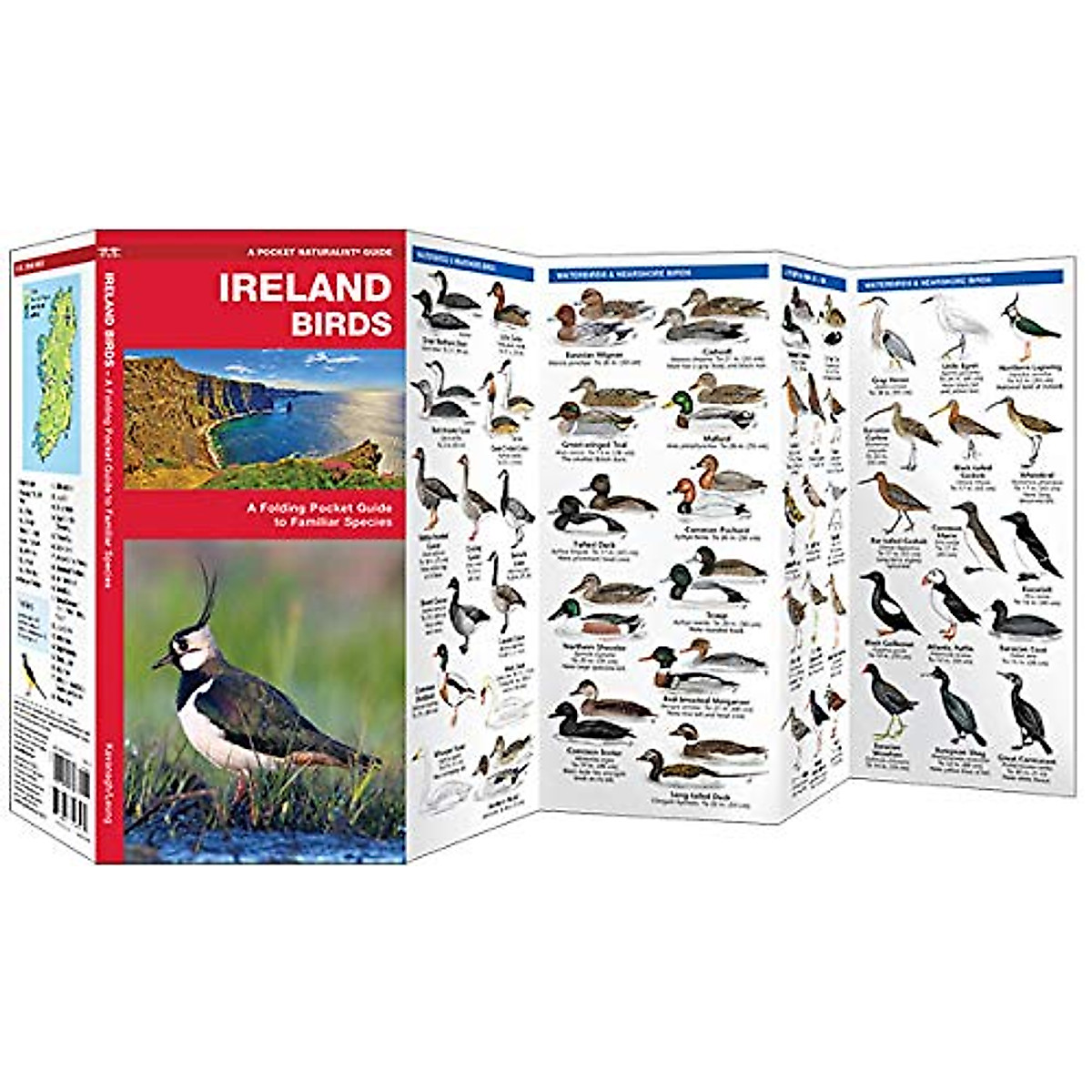 Ireland Birds: A Folding Pocket Guide to Familiar Species (Nature Observation International)