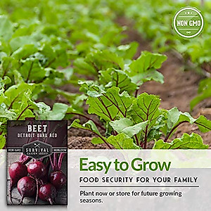 Survival Garden Seeds - Detroit Dark Red Beet Seed for Planting - Packet with Instructions to Plant and Grow Delicious Root Vegetables in Your Home Vegetable Garden - Non-GMO Heirloom Variety